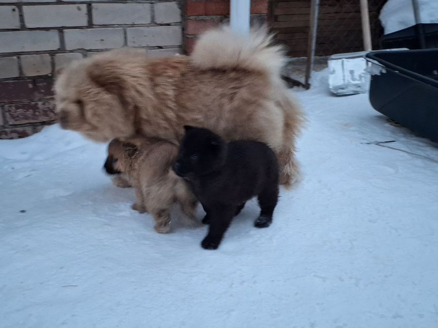 Собаки бесплатно в добрые руки щенки