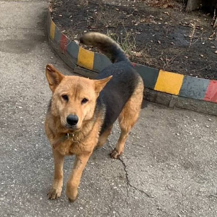 Сири девочка в добрые руки