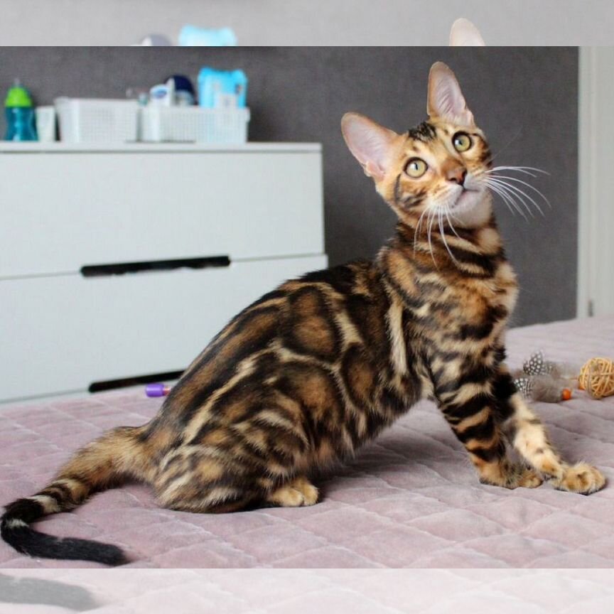 Бенгальские котята с документами