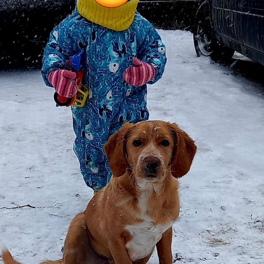 Отдам в добрые руки