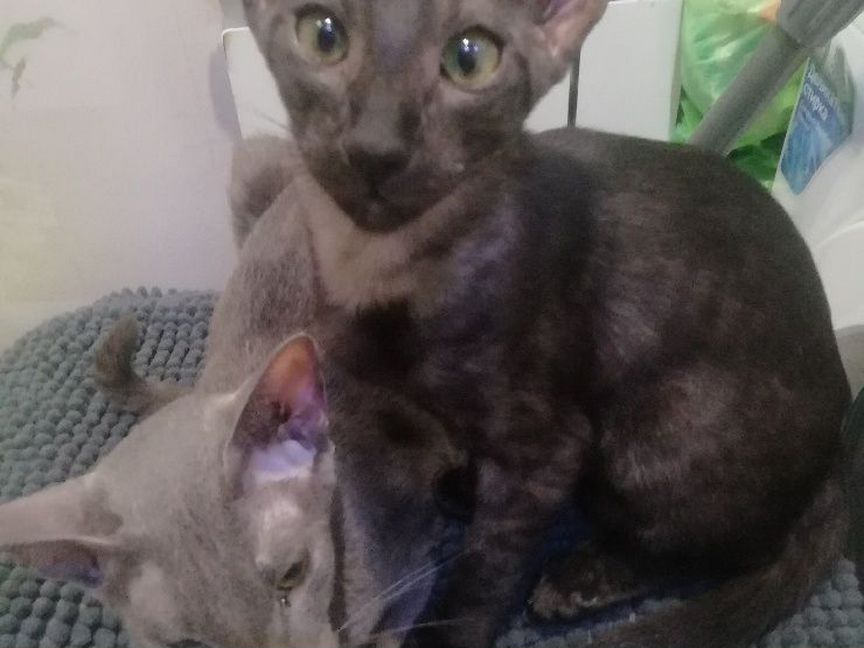 Ориентальные котята