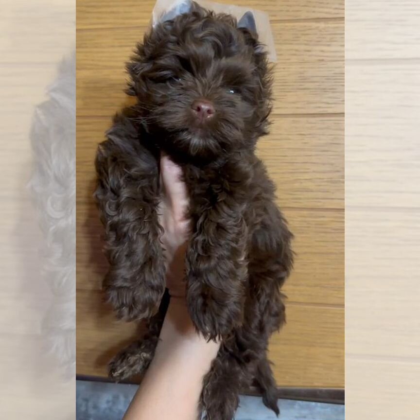 Йоркширский терьер, щенок