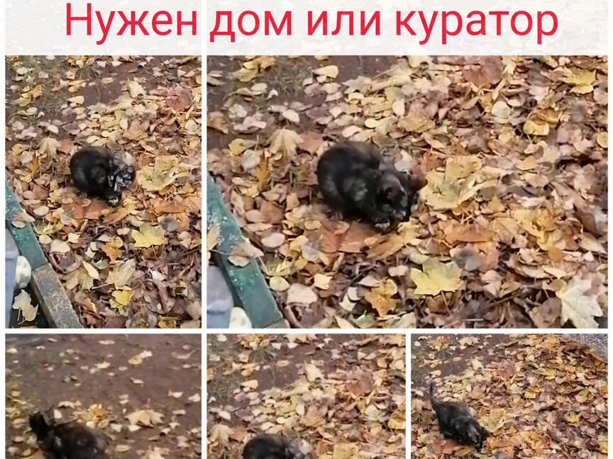 Котенок бесплатно
