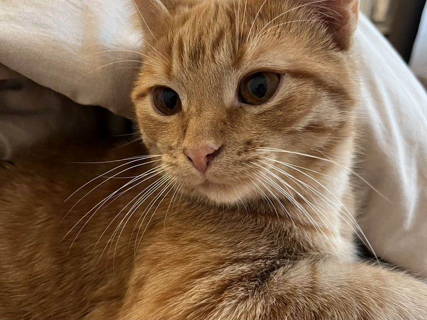 Отдаю котенка в добрые руки