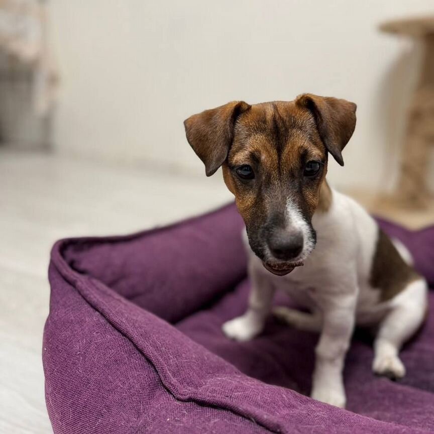 Джек рассел терьер