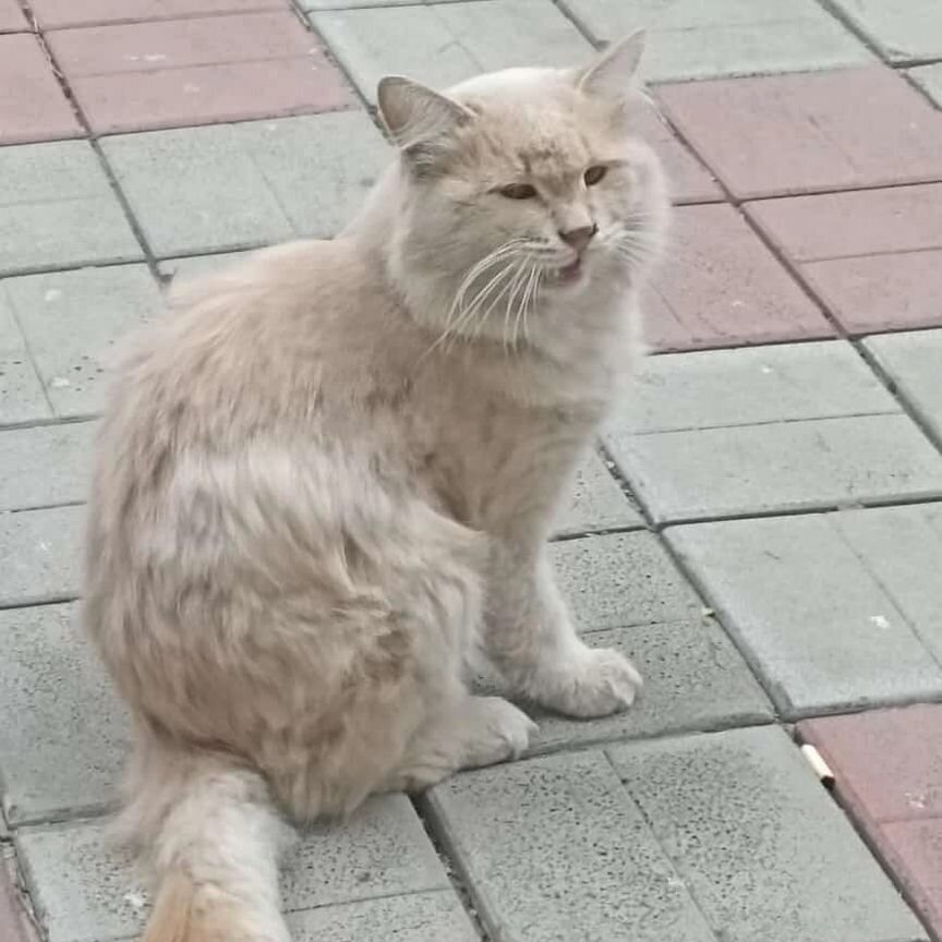 Кот сибирский в добрые руки