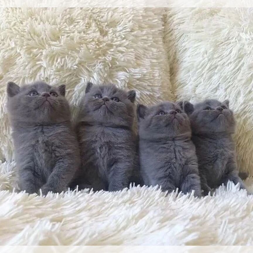 Британский короткошёрстный котёнок