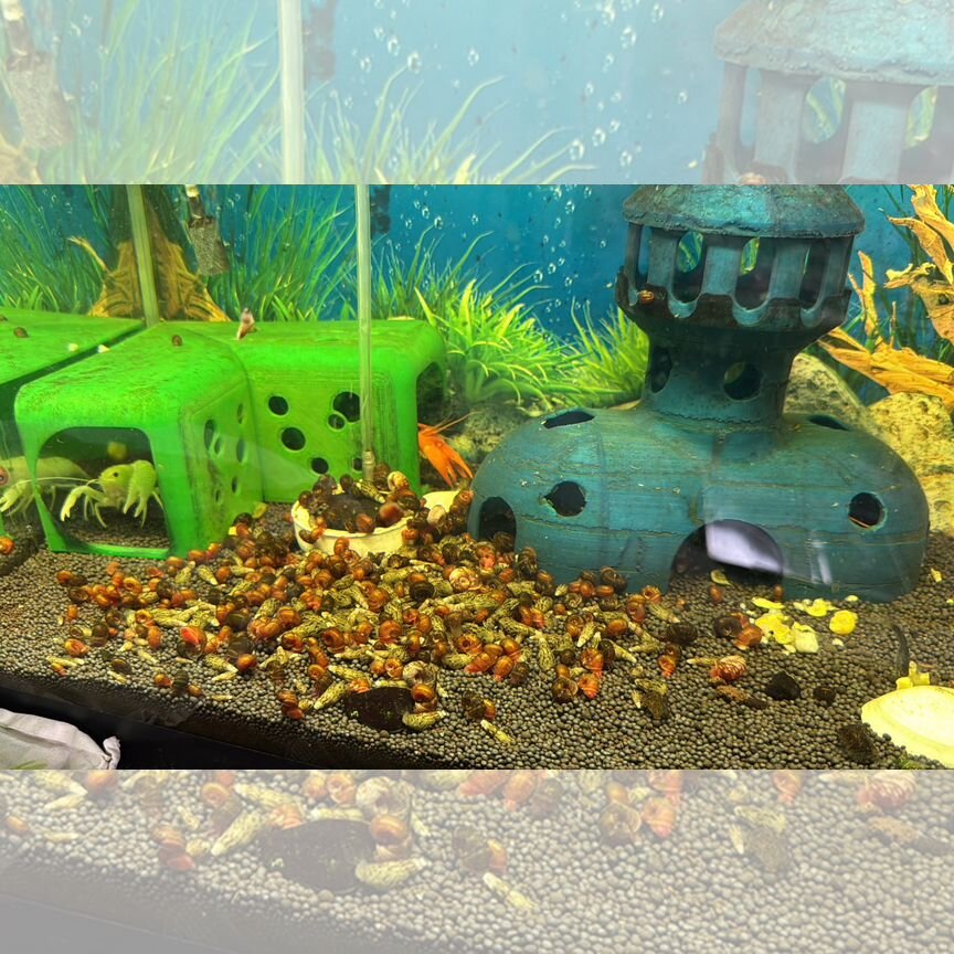 Улитки грунтовые и катушки