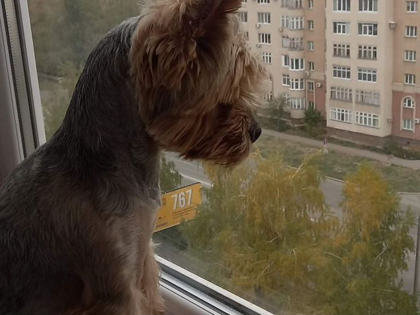 Йоркширский терьер вязка мальчик