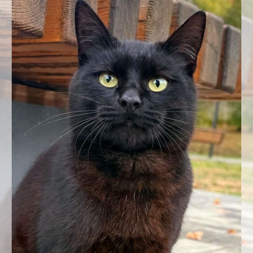 Европейский короткошёрстный котёнок