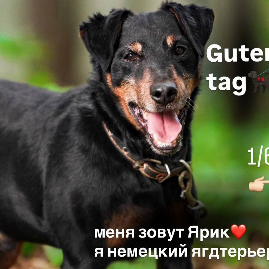 Немецкий охотничий терьер, взрослый пёс