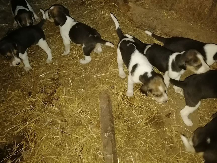 Щенки русской пегой гончей