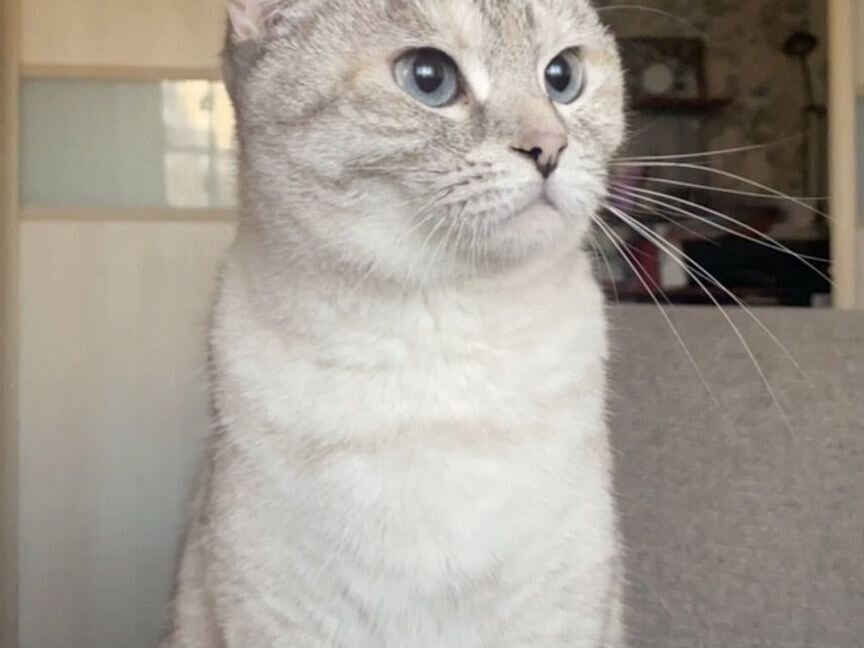 Кошки Невские маскарадные