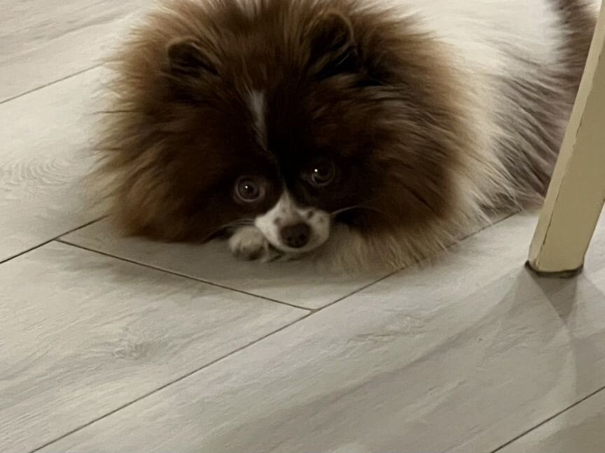 Шпиц девочка