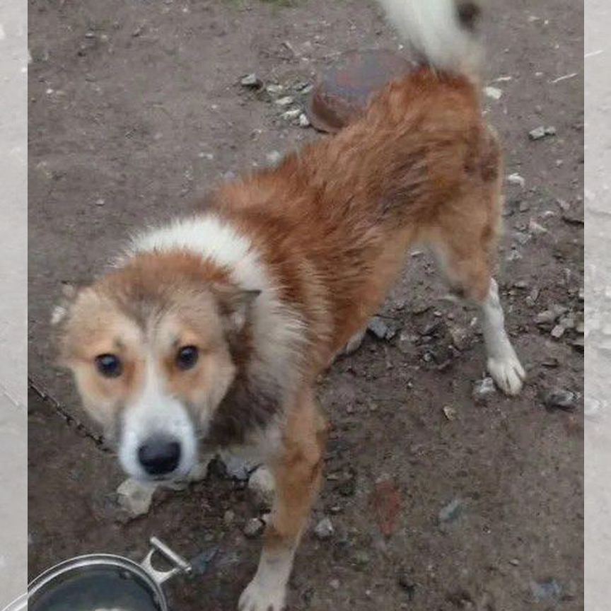 Западносибирская лайка, взрослый пёс