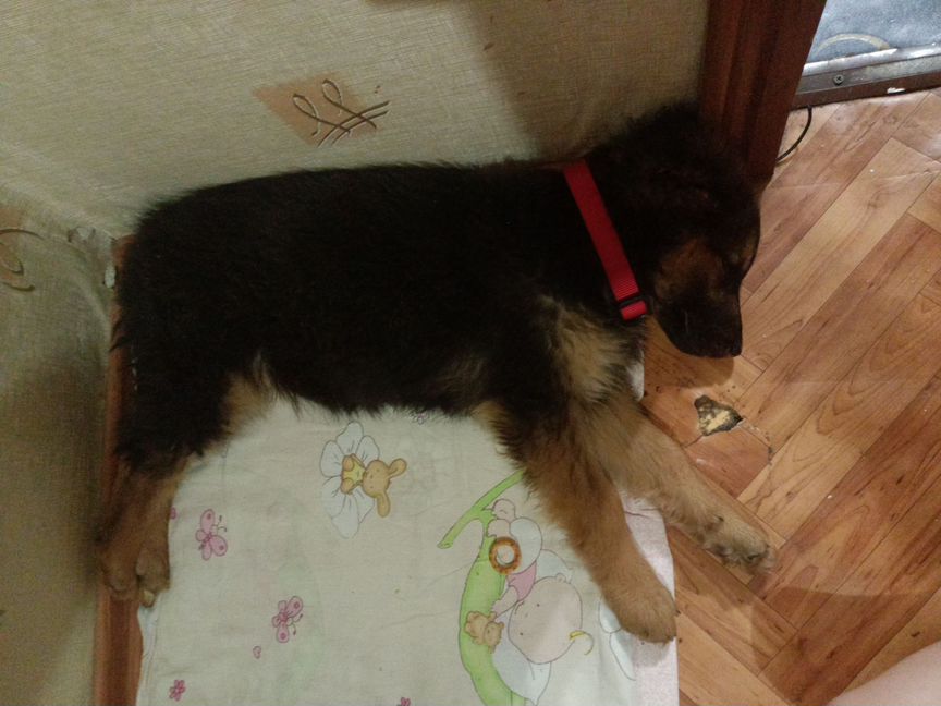 Немецкая овчарка