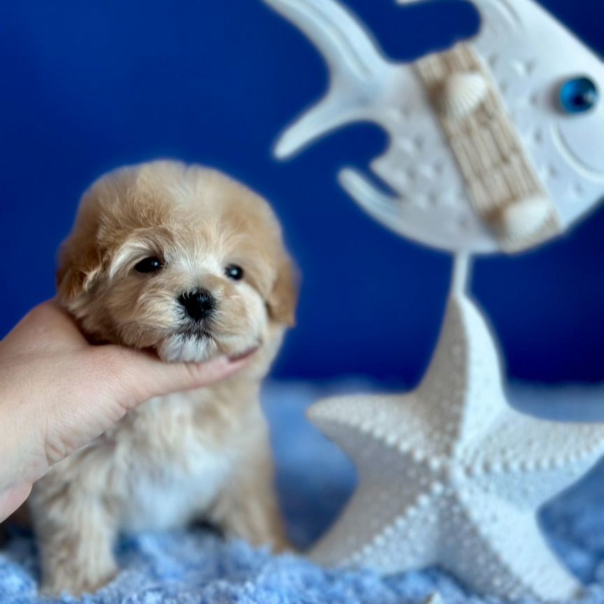 Шикарные девочка иMaltipoo f1 mini