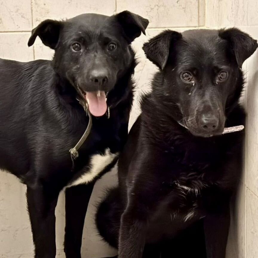 Собака в добрые руки из приюта