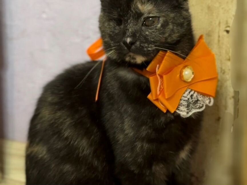 Кошка не для каждого