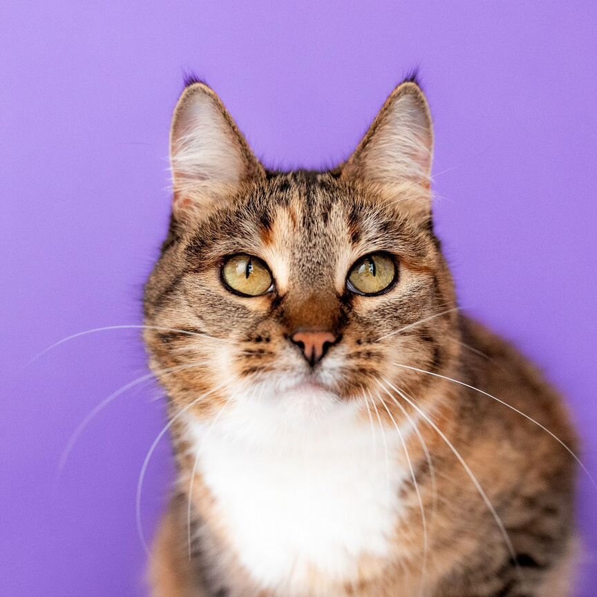 Маленькая рысь ждёт хозяина