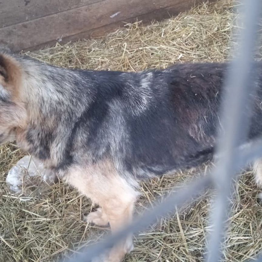 Отдам в хорошие руки немецкую овчарку