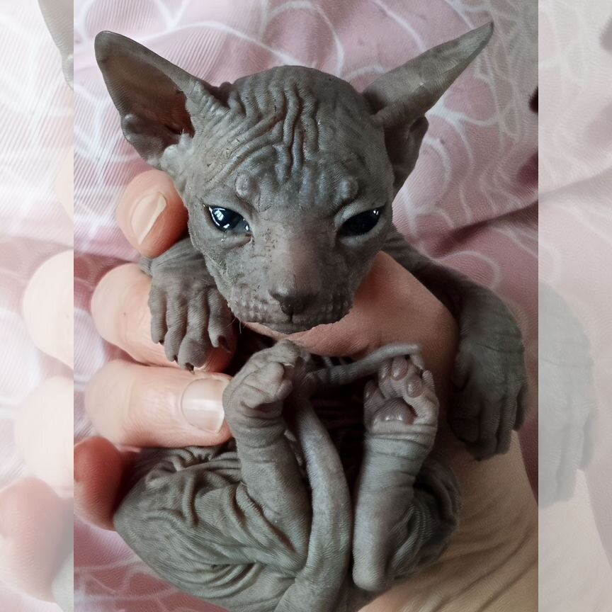 Донской сфинкс котёнок