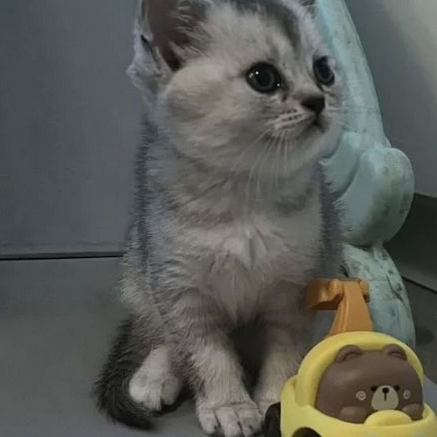 Шотландские прямоухие котята