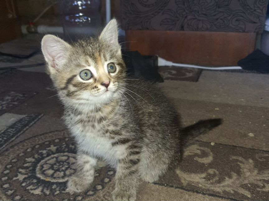 Котёнок