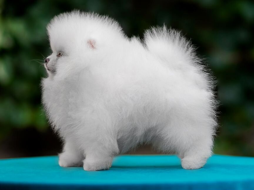 Великолепный померанец