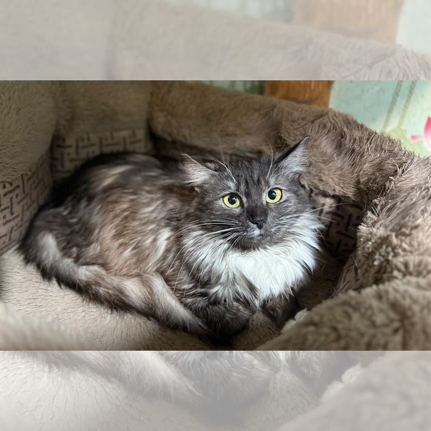 Трусливой кошке нужна семья