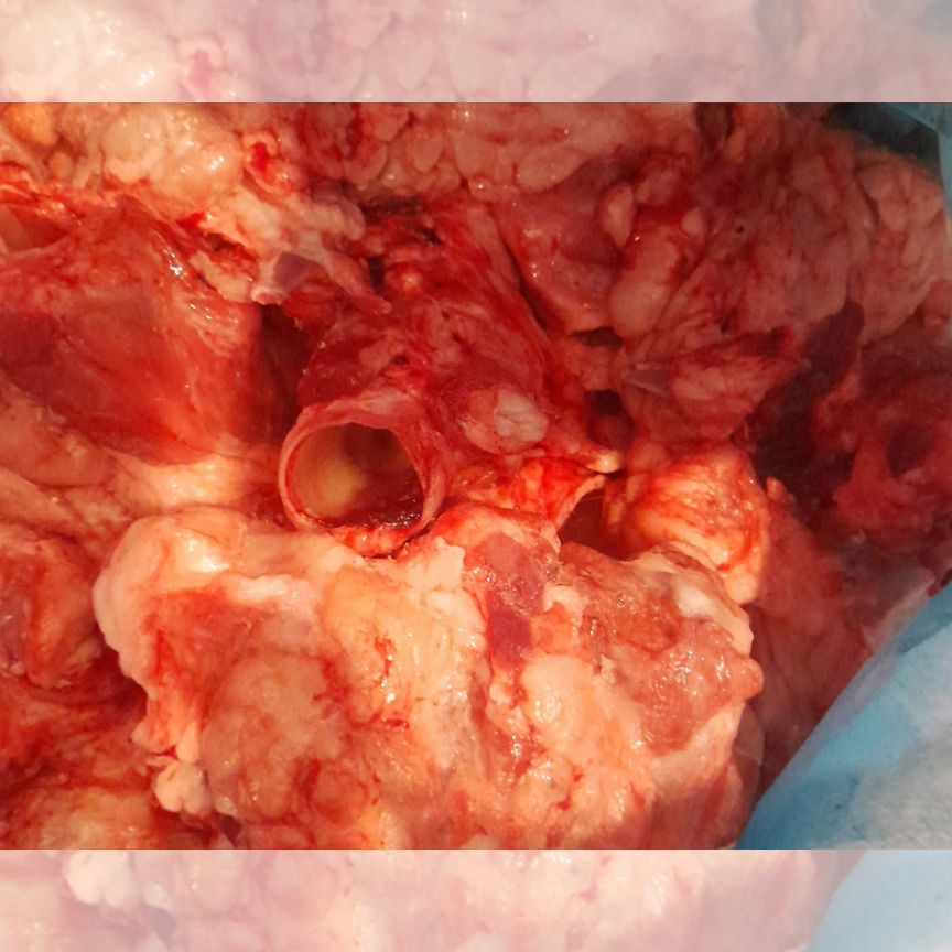 Баранина для собак