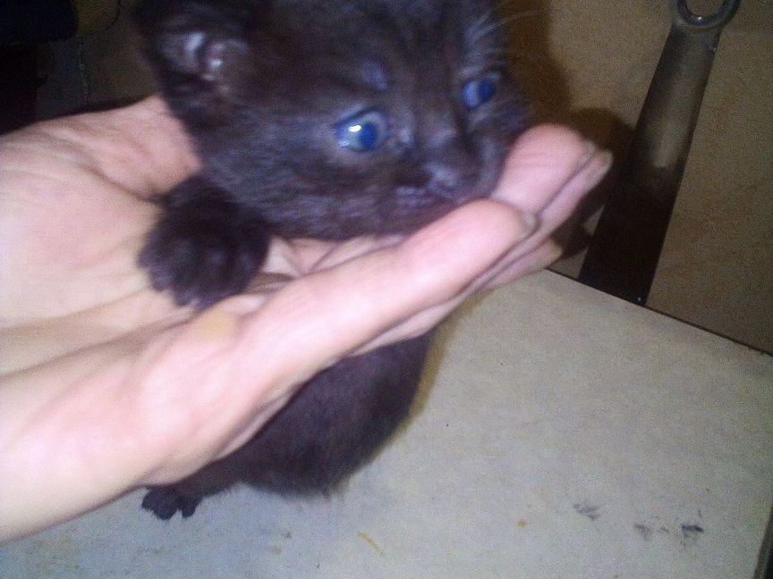 Шотланский вислоухий котенок. Девочка