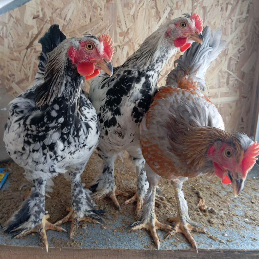 Продам молодых петухов