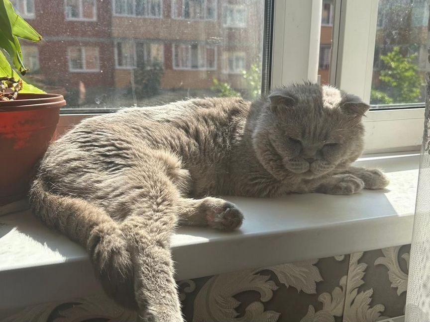 Кот Ричард в добрые руки