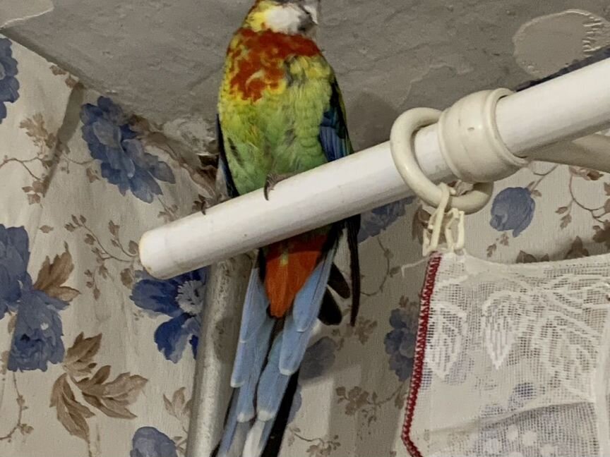 Попугай розелла