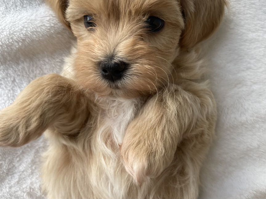 Щенки мальтипу f1