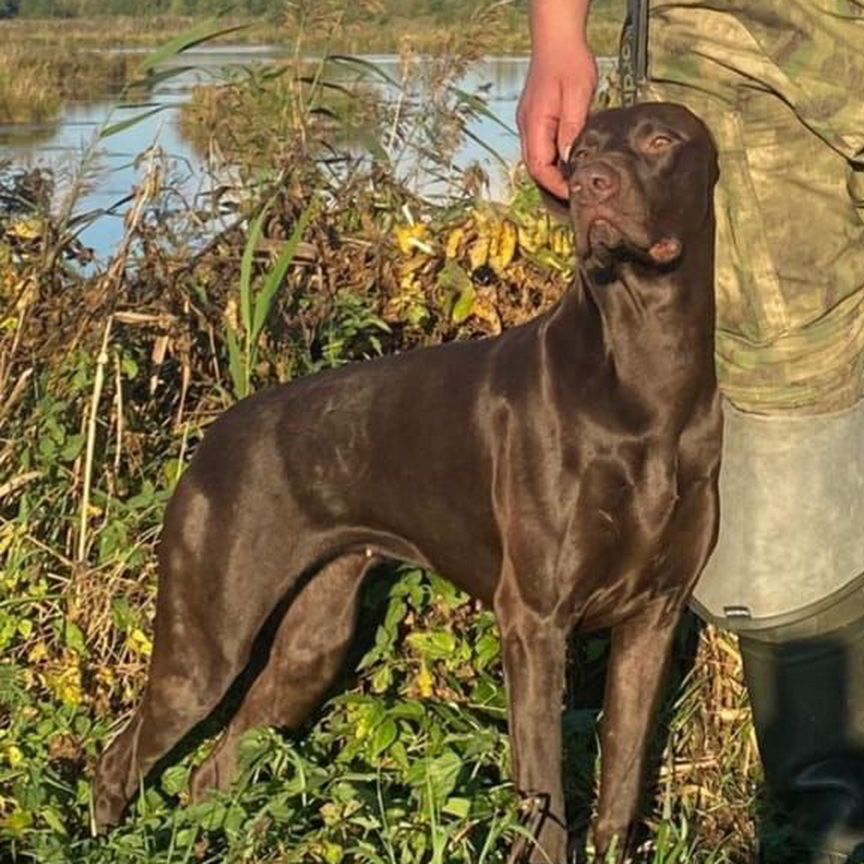 Немецкий курцхаар