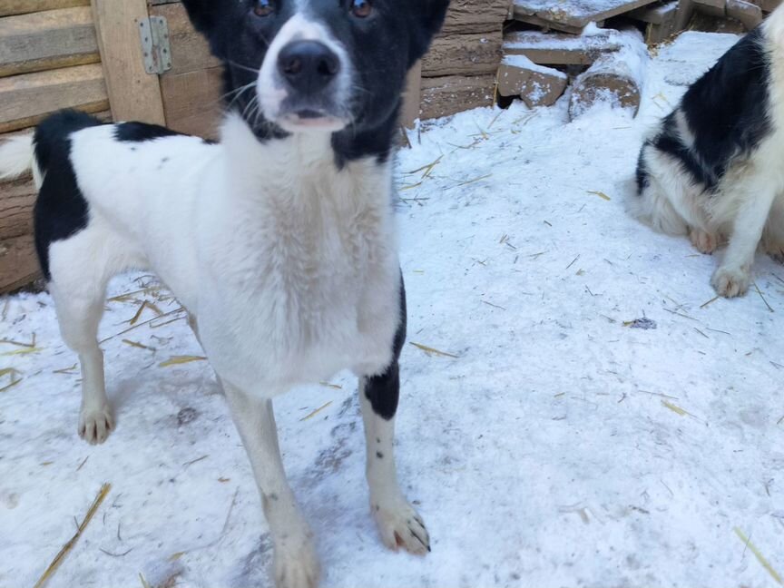 В добрые руки