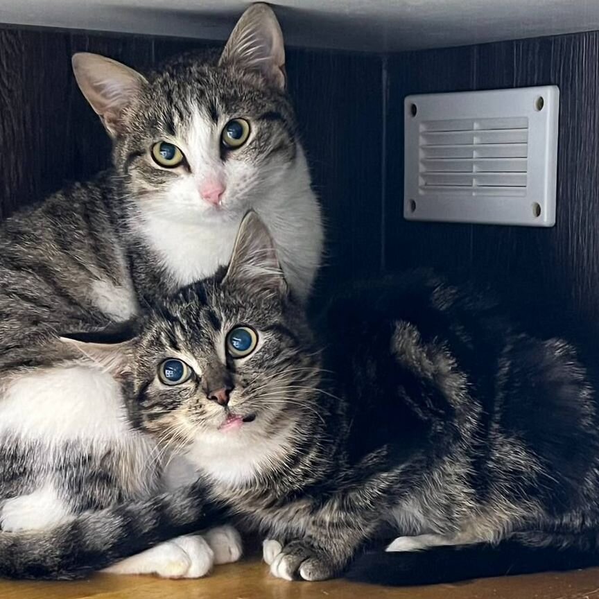 Смешные котята
