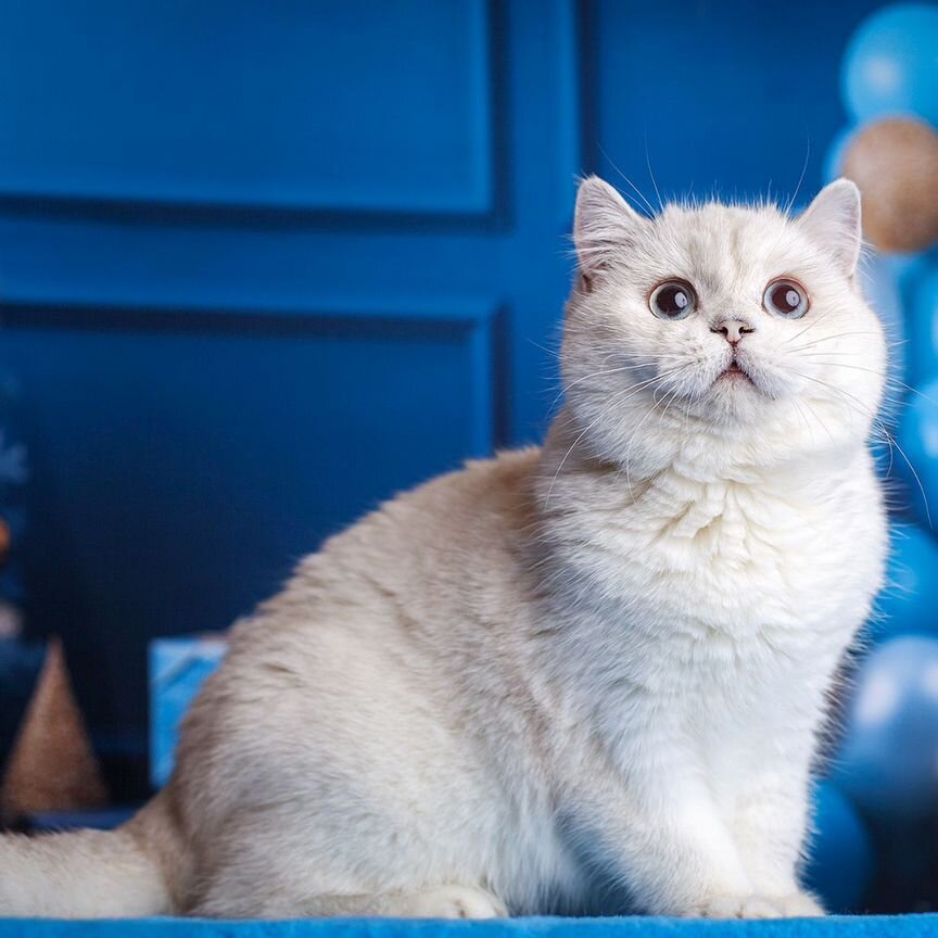 Само совершенство