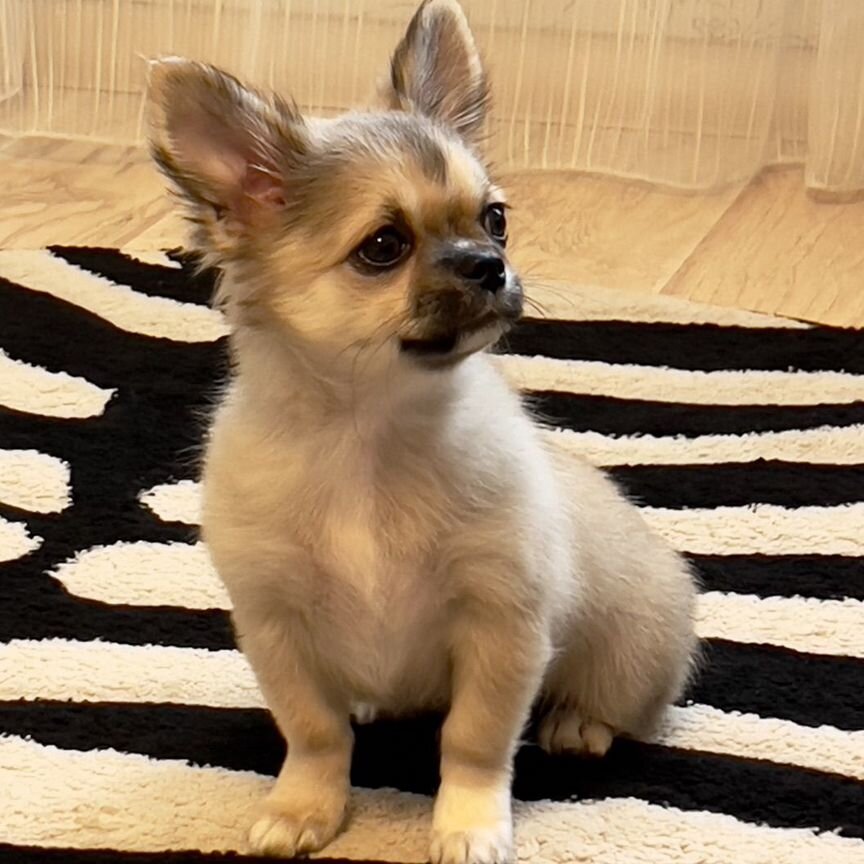 Щенки чихуахуа. мальчик