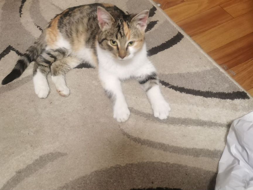Кошка