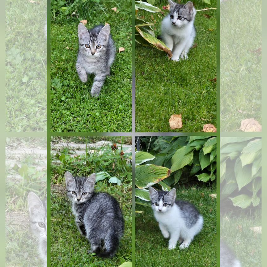 Котята в добрые руки бесплатно