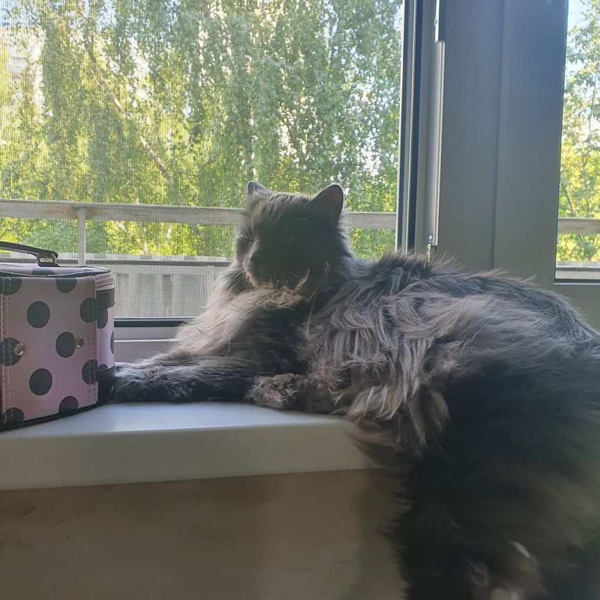 Ласковый возрастной котик в добрые руки
