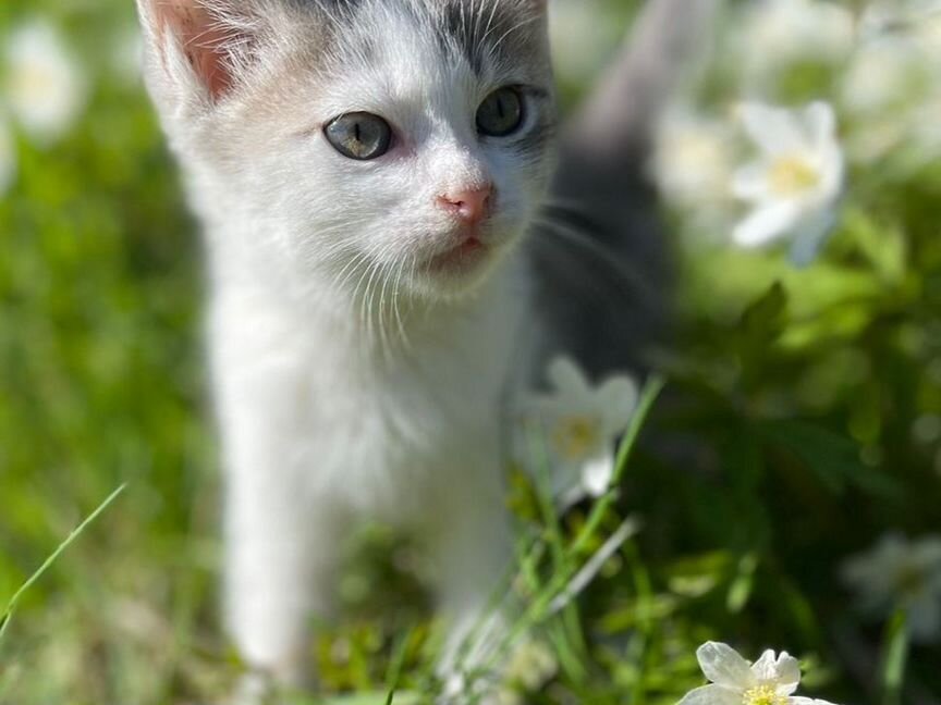 Маленький ласковый котенок