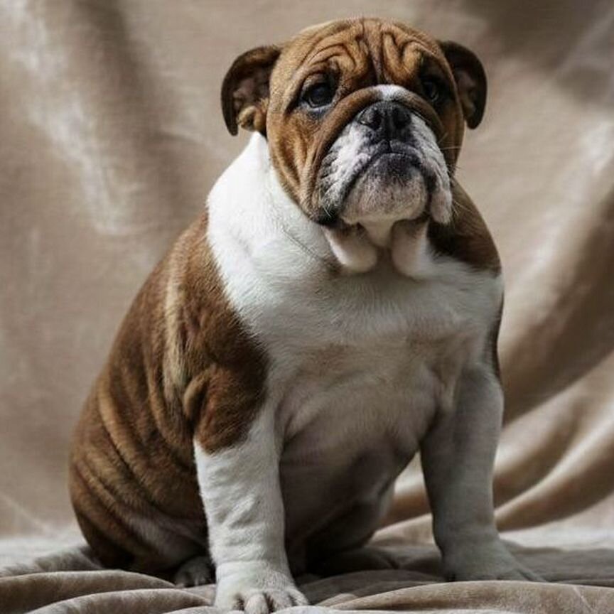 Английский бульдог, вязка