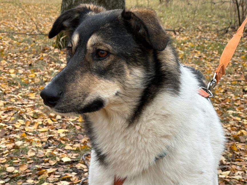 Ласковый, игривый Малыш ищет своего человека