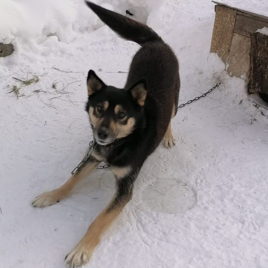 Взрослый пёс в добрые руки
