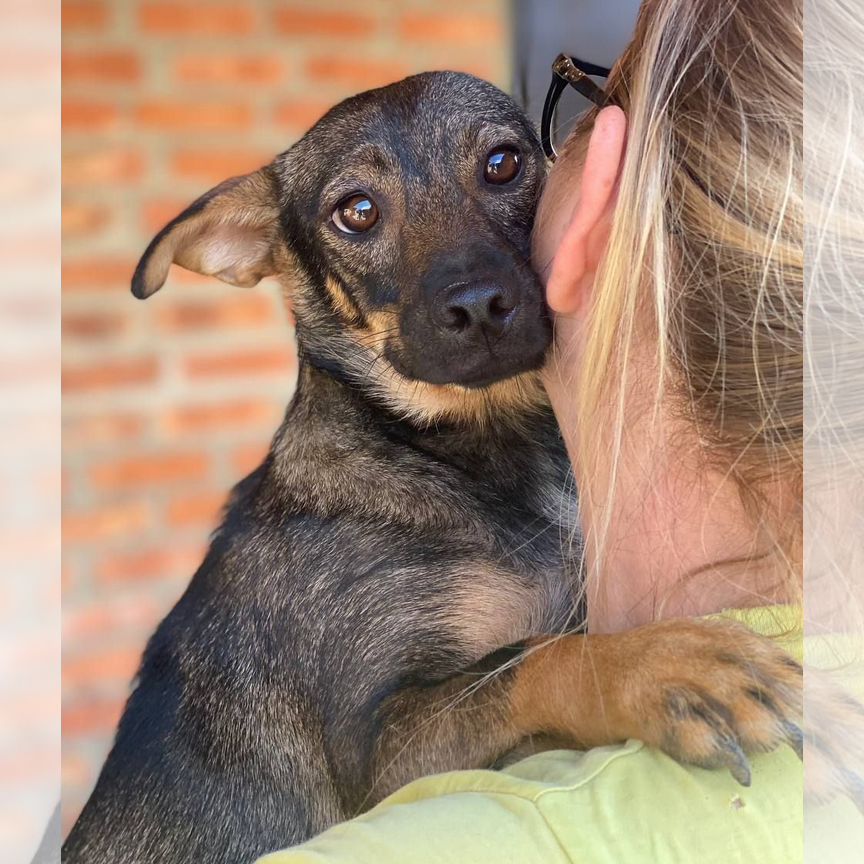 Взрослая собака в добрые руки