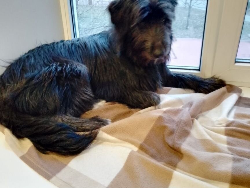 Отдам щенка 8 мес. в хорошие руки